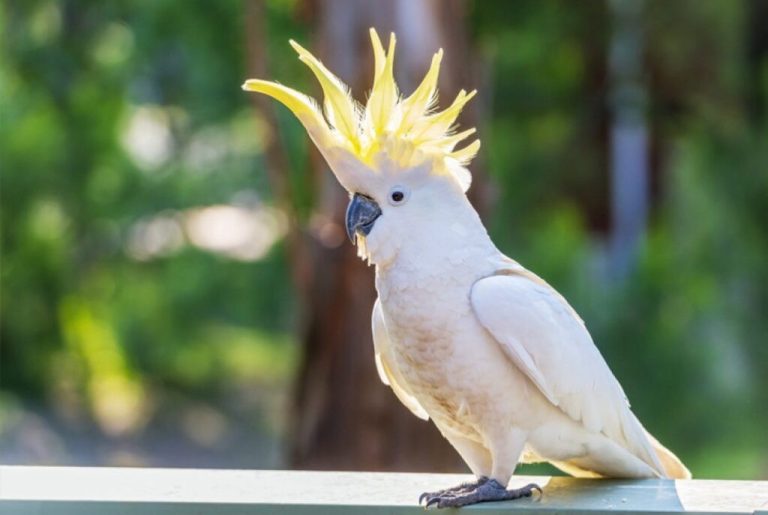 Cacatua-de-crista-amarela: características, reprodução, alimentação ... Cacatua-de-crista-amarela: características, reprodução, alimentação ...